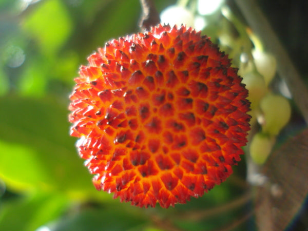 Medronheiro: Árvore, Fruto, Plantação, Subsídios e Rentabilidade ...